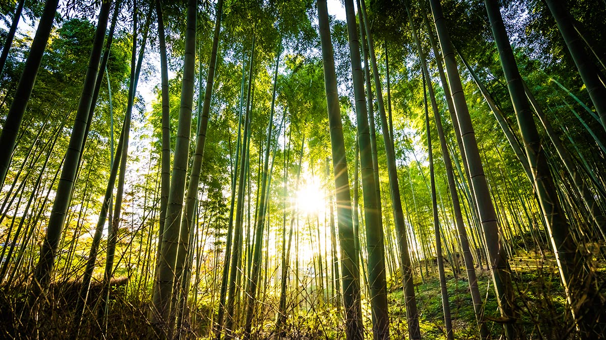Bosque de bambú: Zonas de reforestación y creación de nuevos hábitats ...
